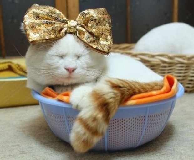 Meet Japanese Cat Shironeko: Master of Fashion, Sleep, And Baskets ...