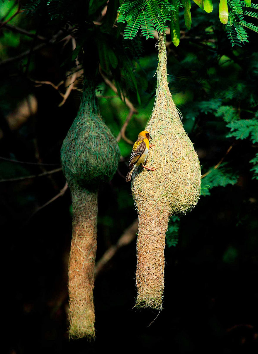 These 13 Animals Are The Best Home Makers In The Animal Kingdom ...