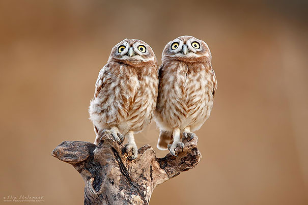 These Stunning Animal Twins Pictures Will Hold Your Breath For A Moment ...