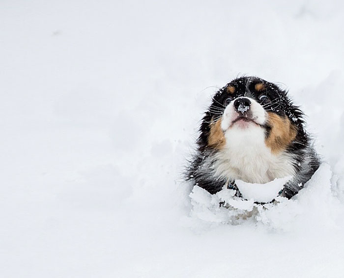 These Awesome Pictures Show Animals Playing With Snow For The First ...