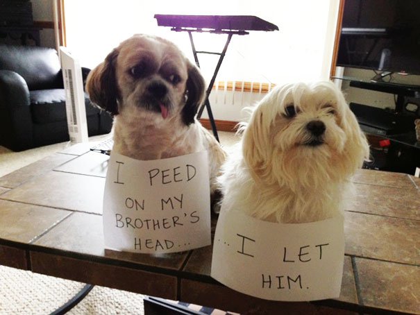 Dogs in trouble: 25 hilarious pictures of dog shaming! #16 I can’t stop ...