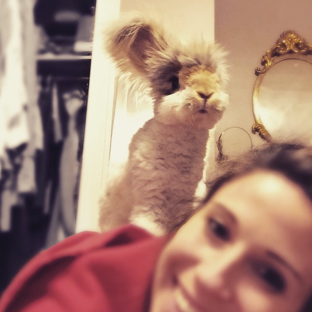 Wally, The Famous Angora Rabbit With The Wing-Like Ears Is The Internet ...