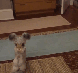 Wally, The Famous Angora Rabbit With The Wing-Like Ears Is The Internet ...