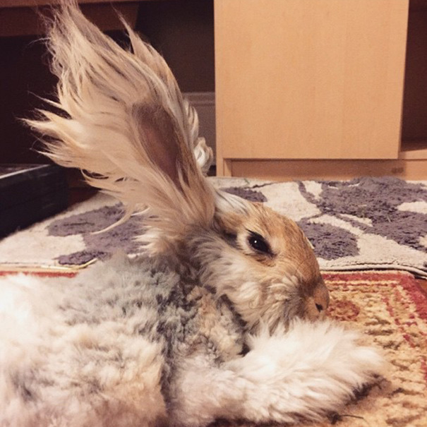 Wally, The Famous Angora Rabbit With The Wing-Like Ears Is The Internet ...