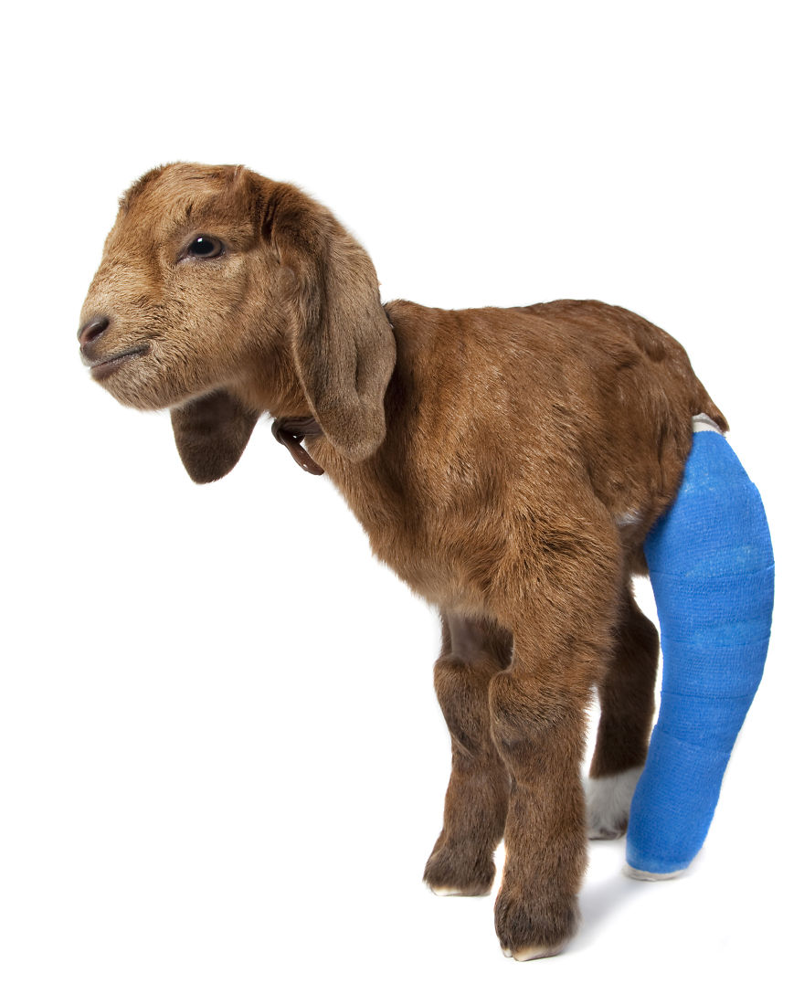 Photographer Captures The Beauty Of Animals With Disabilities. - Viral ...