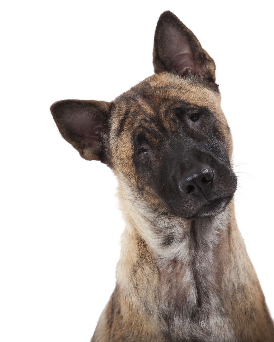 Photographer Captures The Beauty Of Animals With Disabilities. - Viral ...