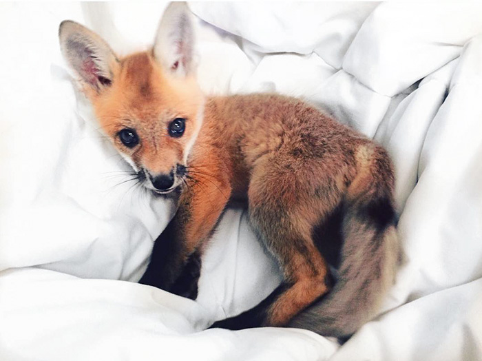 Meet Juniper, The Adorable Pet Fox That Can’t Stop Smiling…. Cutest ...