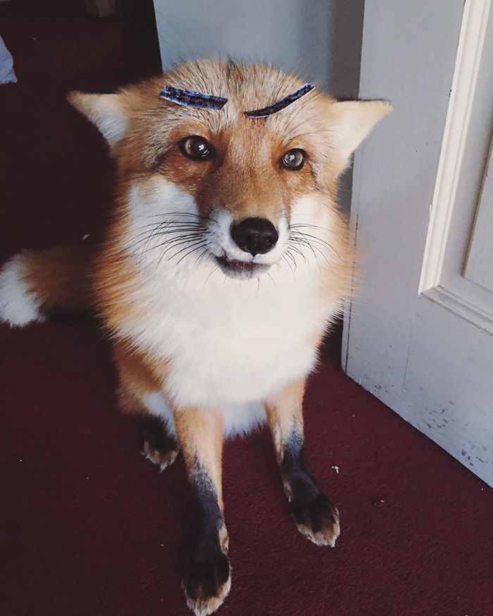 Meet Juniper, The Adorable Pet Fox That Can’t Stop Smiling…. Cutest ...