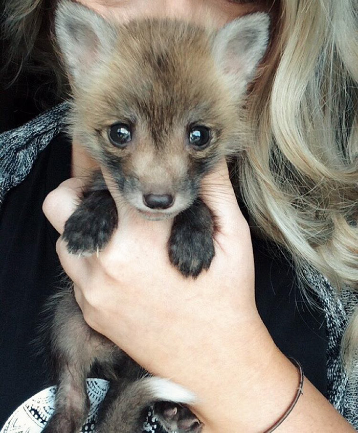 Meet Juniper, The Adorable Pet Fox That Can’t Stop Smiling…. Cutest ...