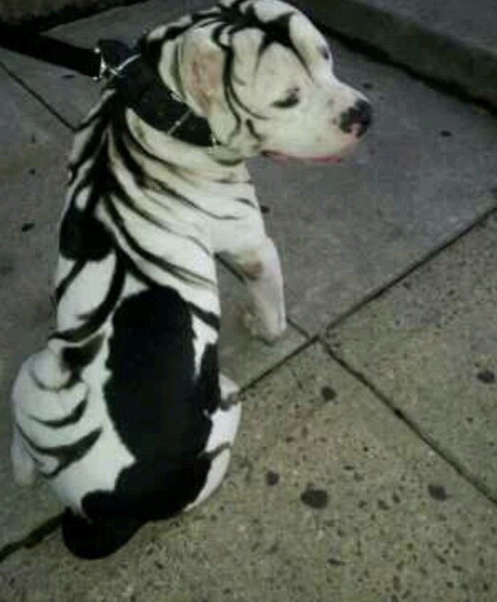 These 20 Dogs Have The Most Beautiful And Unique Coat Patterns We Have ...