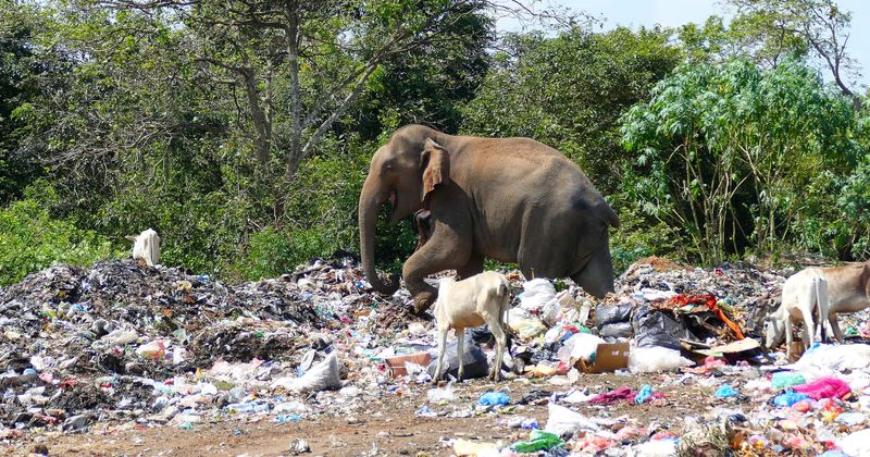 Poor Elephant Eats Garbage, Throws Plastic Waste On His Back And Head ...