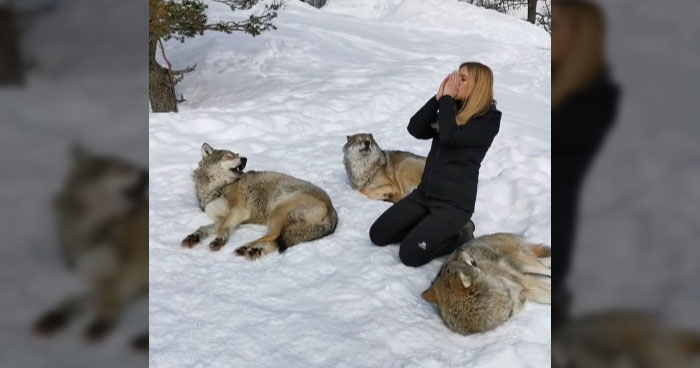 Girl Howls With Wolves In Norway - Viral Novelty