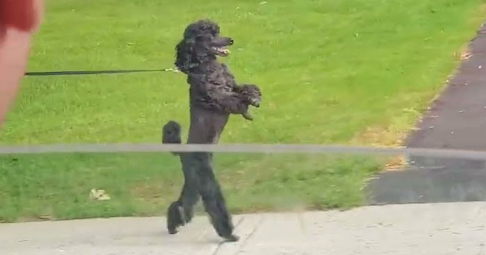 Driver Records A Boy With A Dog Walking Upright Down The Sidewalk ...
